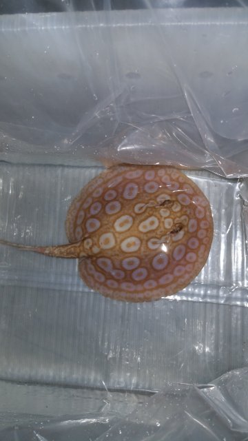 1st Albino Pearl Ray in the states! ... | MonsterFishKeepers.com