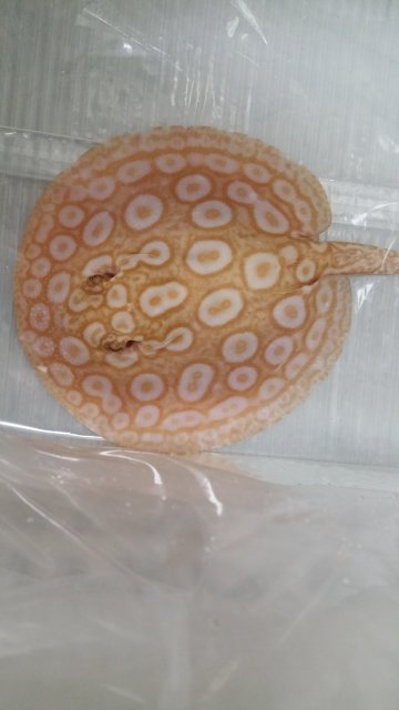 1st Albino Pearl Ray in the states! ... | MonsterFishKeepers.com