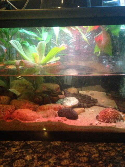 Baby Snapping Turtle Tank Setup
