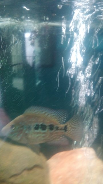 Super red juvy? | MonsterFishKeepers.com