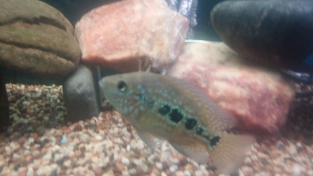 Super red juvy? | MonsterFishKeepers.com