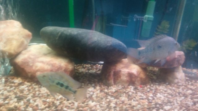 Super red juvy? | MonsterFishKeepers.com