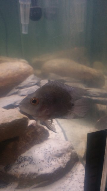 Super red juvy? | MonsterFishKeepers.com