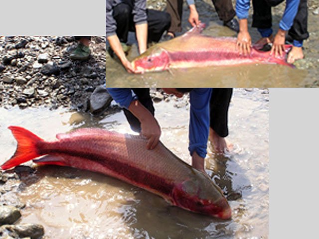 Chinese Hi Fin Banded Shark