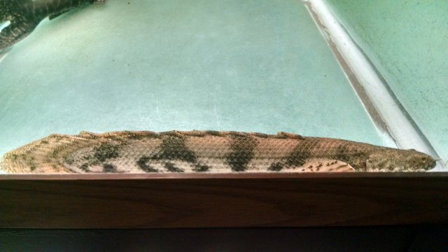 Endli Bichir Show size and Lapradei Bichir For Sale Shipping Avail ...