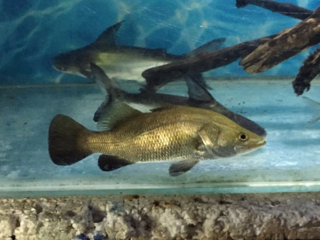 Nile Perch In Aquarium
