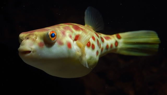 Cross River Puffer on AB | MonsterFishKeepers.com