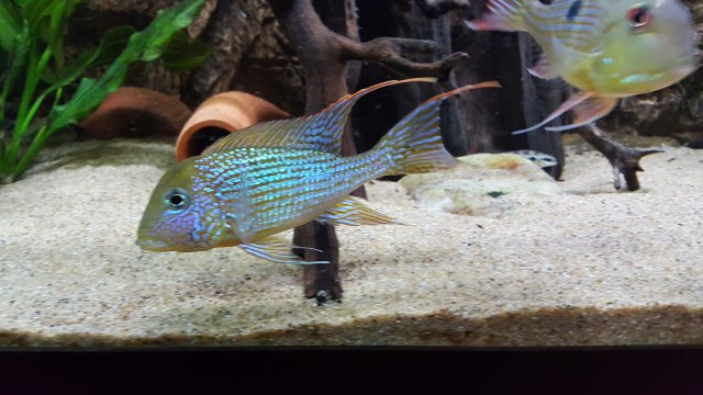 ~~~LET'S SEE THOSE EARTHEATERS~~~ | MonsterFishKeepers.com