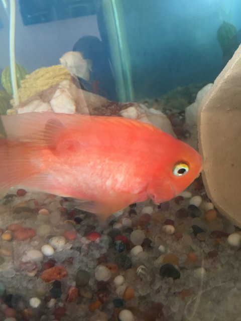My parrot fish is fading colour | MonsterFishKeepers.com