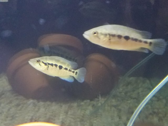 What is this dude?? : r/Fish