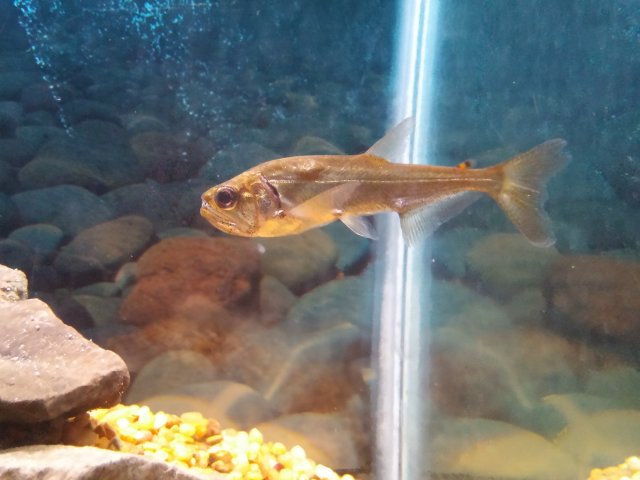 Sabertooth Tetra