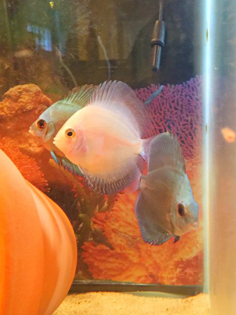 Snow White Discus Fish