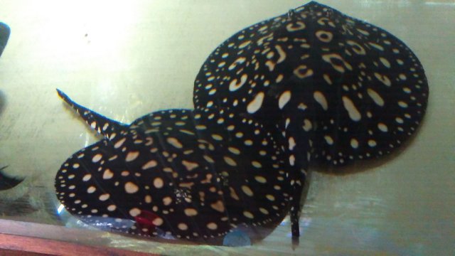 Black diamond ray update. | MonsterFishKeepers.com