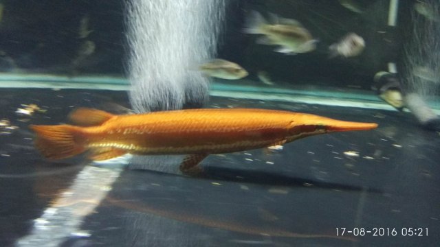 Anyone have red florida gar updates? | MonsterFishKeepers.com