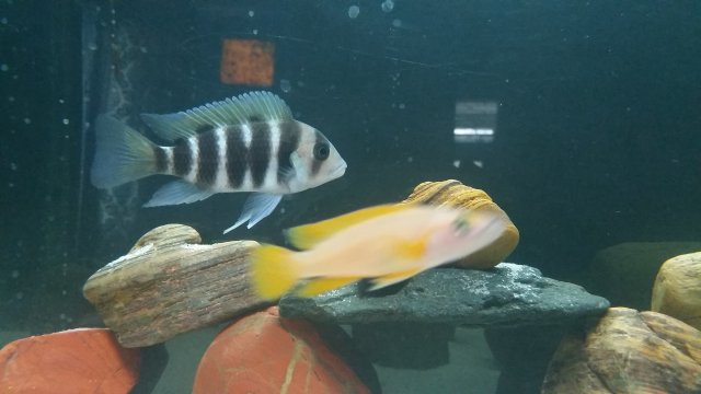 male or female frontosa? help | MonsterFishKeepers.com