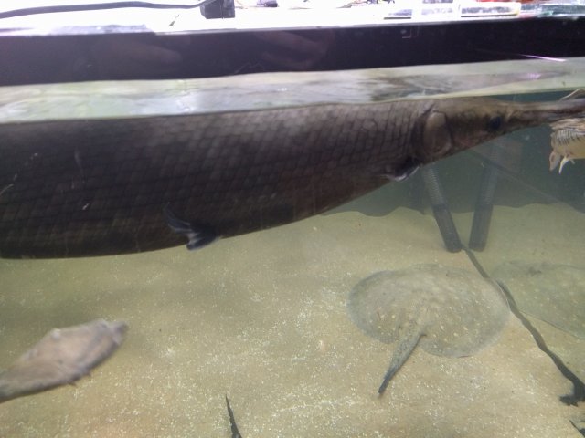 Melanistic tropical gar? | MonsterFishKeepers.com