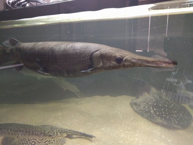 Melanistic tropical gar? | MonsterFishKeepers.com