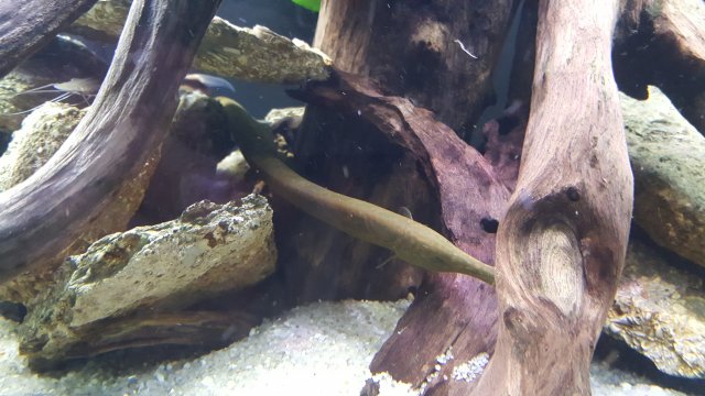 Ossa knifefish | MonsterFishKeepers.com