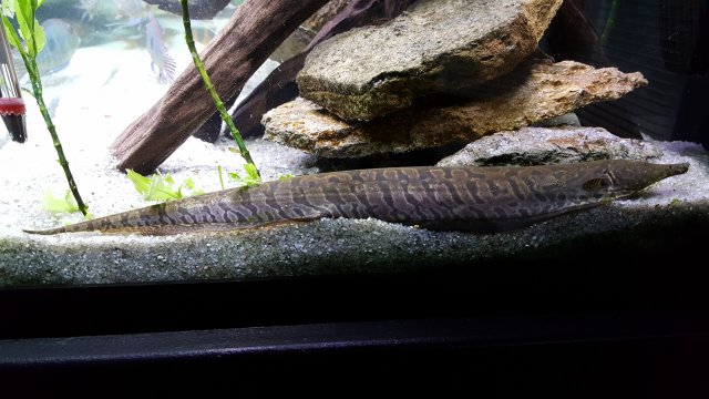 Ossa knifefish | MonsterFishKeepers.com