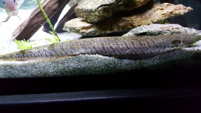Ossa knifefish | MonsterFishKeepers.com