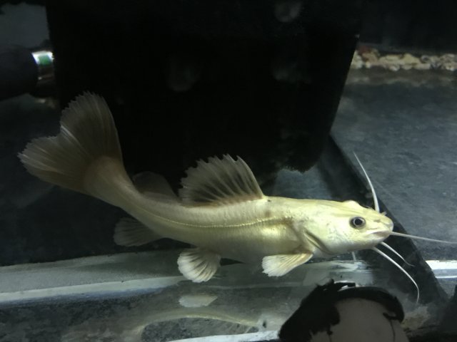 new platinum RTC | MonsterFishKeepers.com