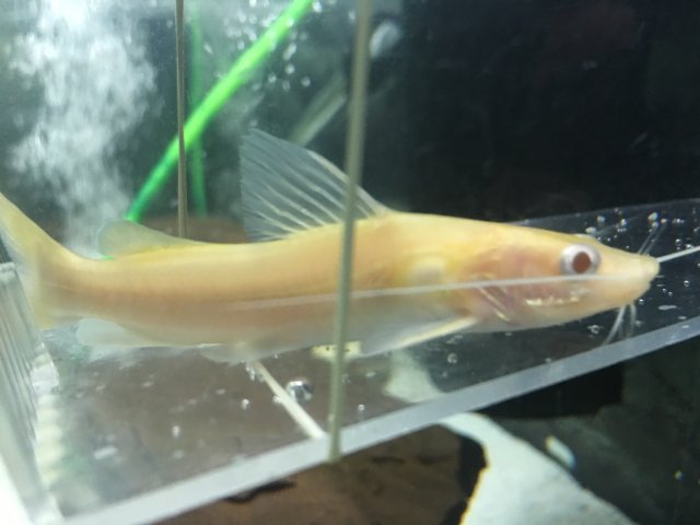 Albino Red Tail Catfish