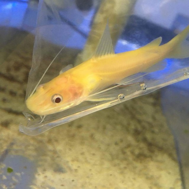 FS | albino red tail catfish | $20 | lakewood | Pickup ...