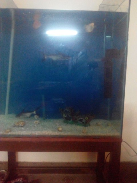 Paroon shark behaviour | MonsterFishKeepers.com