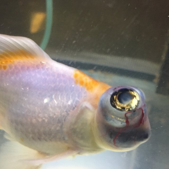 Fish Eyeball Popping Out