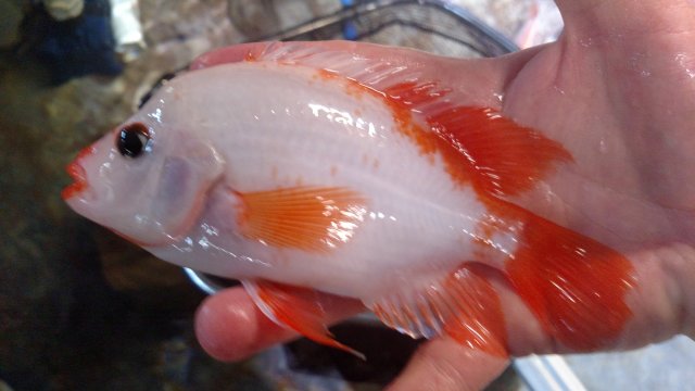 Amphilophus Sagittae