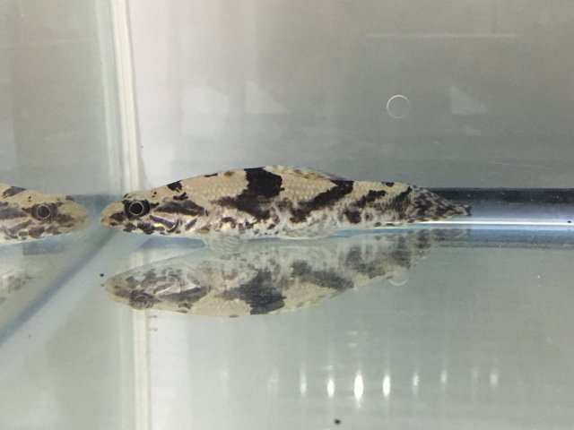 New Suriname aimara | MonsterFishKeepers.com