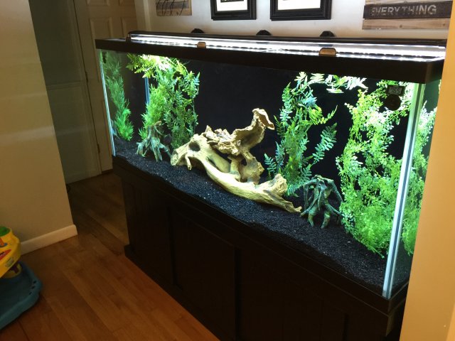 210 gallon pictures !!!!!!! | MonsterFishKeepers.com