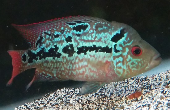 Thai silk or Kamfa mix | MonsterFishKeepers.com