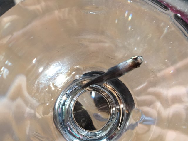 Tetra displaying cyst like bump with white string in it ...