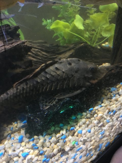 Show your Plecos Here !! | MonsterFishKeepers.com