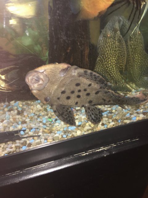 Show your Plecos Here !! | MonsterFishKeepers.com