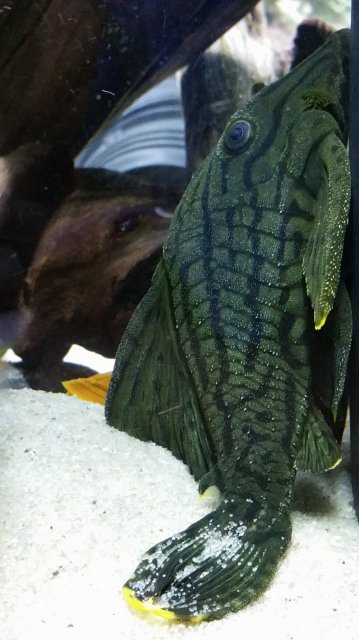 Show your Plecos Here !! | MonsterFishKeepers.com