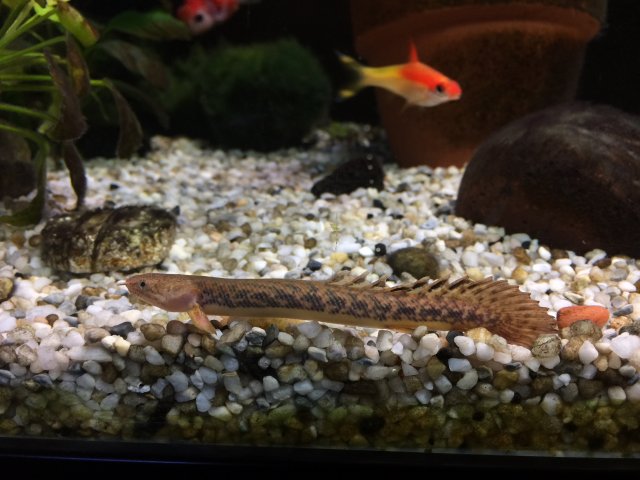 Polypterus Teugelsi 4 Sale