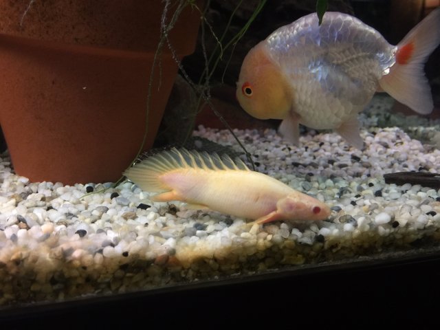 Polypterus Teugelsi 4 Sale