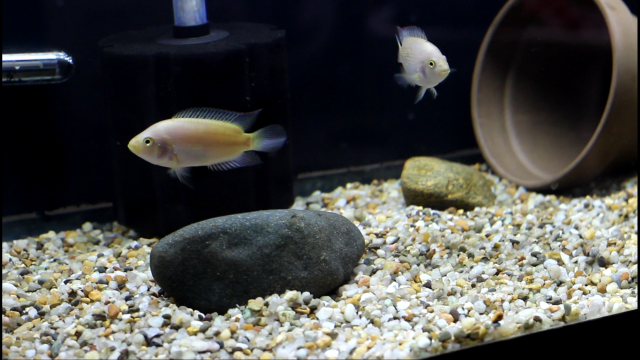 Gold jack dempsey breeding!!! | MonsterFishKeepers.com