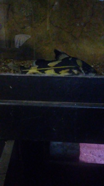 Harlequin Lancer Cat. | MonsterFishKeepers.com