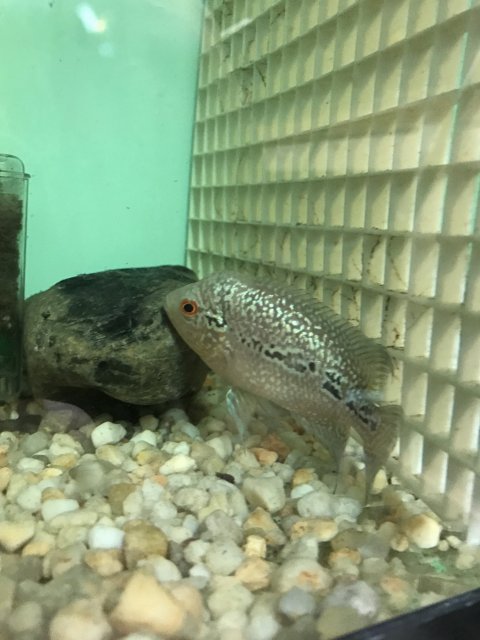 Flowerhorn Fish Breeding Techniques
