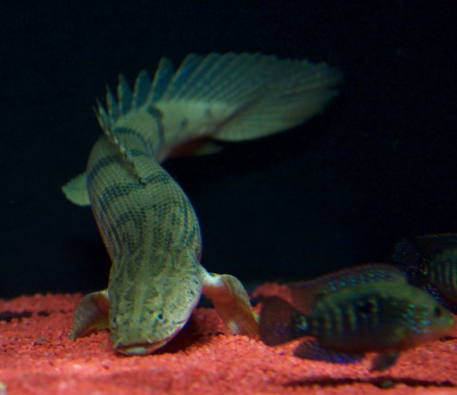 The lovely Congicus | MonsterFishKeepers.com