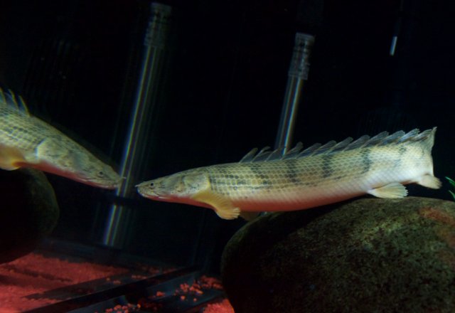 The lovely Congicus | MonsterFishKeepers.com