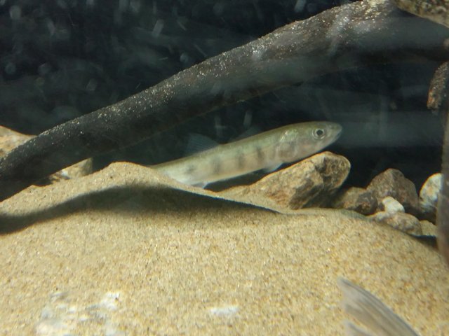 My new fish! Baby Hucho taimen and Coreius heterodon ...