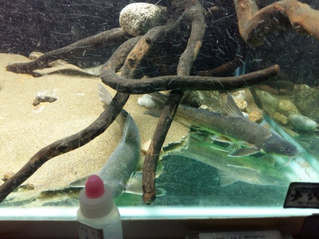 My new fish! Baby Hucho taimen and Coreius heterodon ...