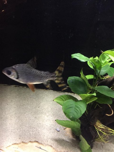 flagtail prochilodus Growth help | MonsterFishKeepers.com