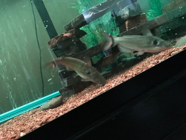 Eclipse Catfish Full Grown
