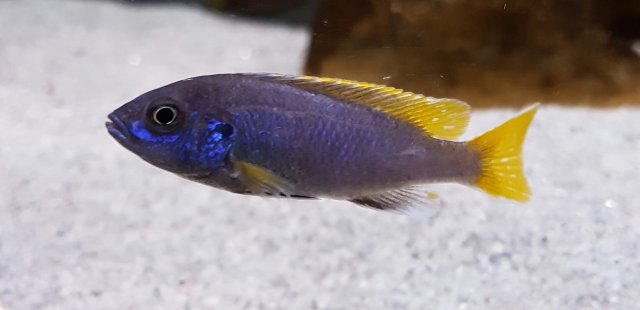 Telmatochromis Dhonti