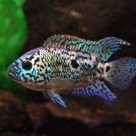"Green Crystal" Parrot Fish? | MonsterFishKeepers.com